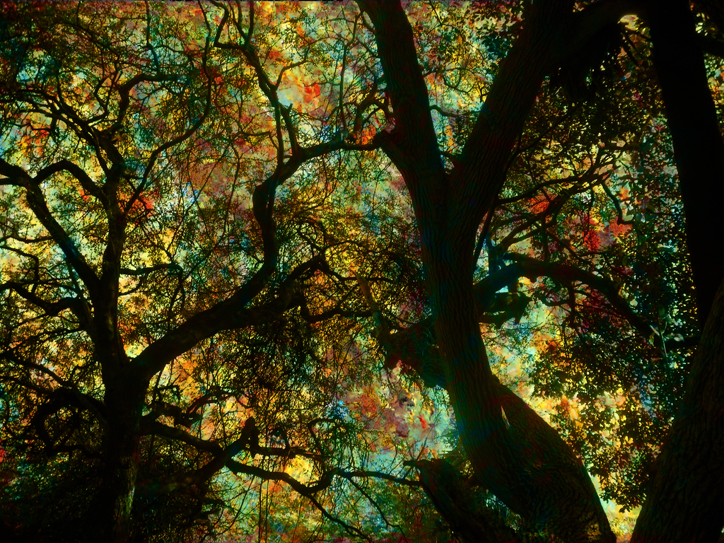 Trippy Tree Background Realistic Psychedelic Tree Artwork Created On